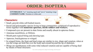 Insect Orders- Odonata, orthoptera, dictyoptera and isoptera | PPTX