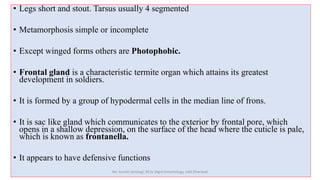 Insect Orders- Odonata, orthoptera, dictyoptera and isoptera | PPTX