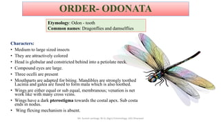 Insect Orders- Odonata, orthoptera, dictyoptera and isoptera | PPTX