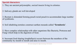 Insect Orders- Odonata, orthoptera, dictyoptera and isoptera | PPTX