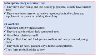 Insect Orders- Odonata, orthoptera, dictyoptera and isoptera | PPTX