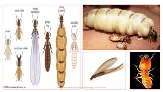 Insect Orders- Odonata, orthoptera, dictyoptera and isoptera | PPTX