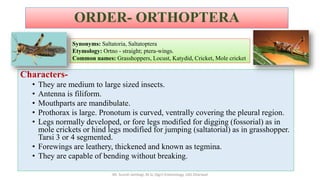Insect Orders- Odonata, orthoptera, dictyoptera and isoptera | PPTX