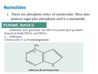 11. nucleotide | PPT
