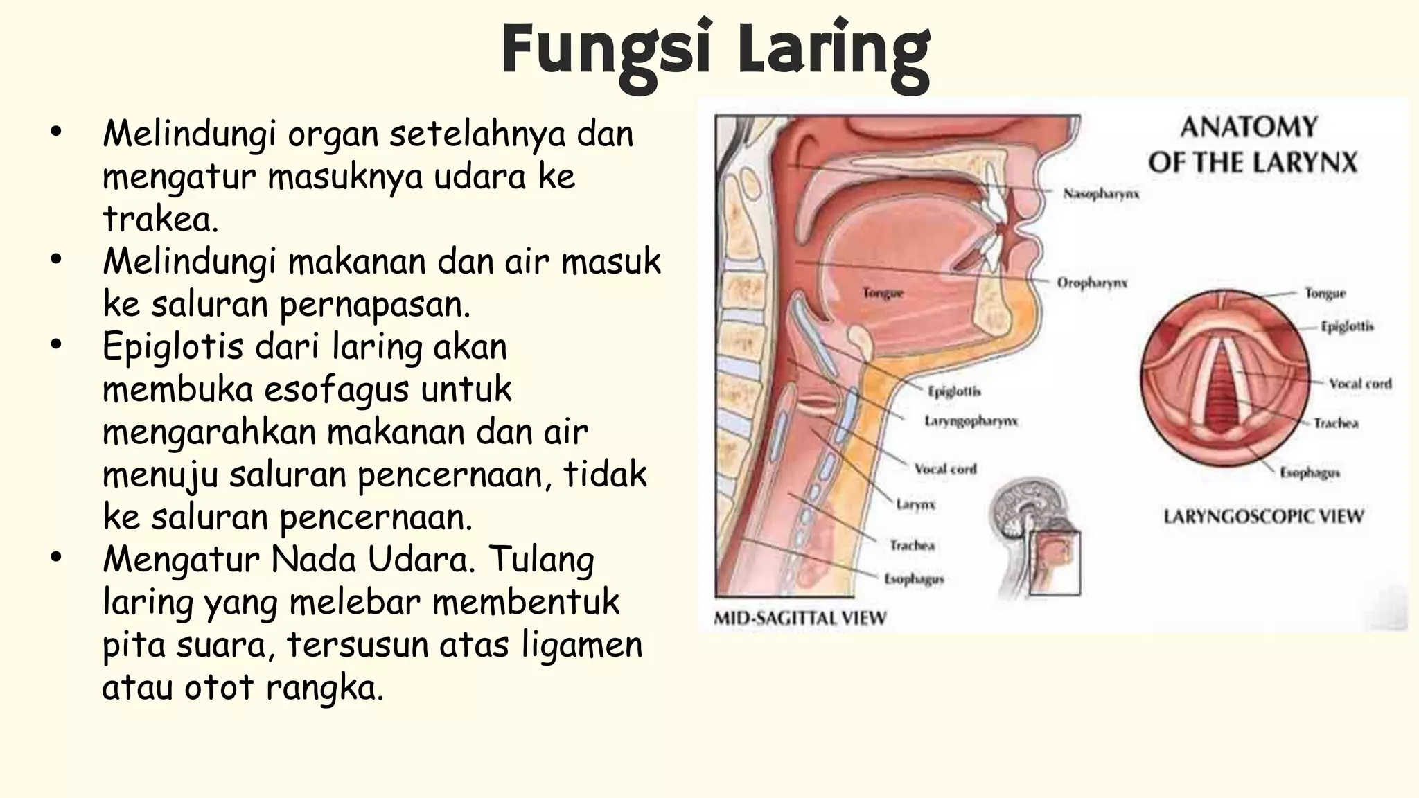 11. sistem pernapasan manusia g8 | PPTX