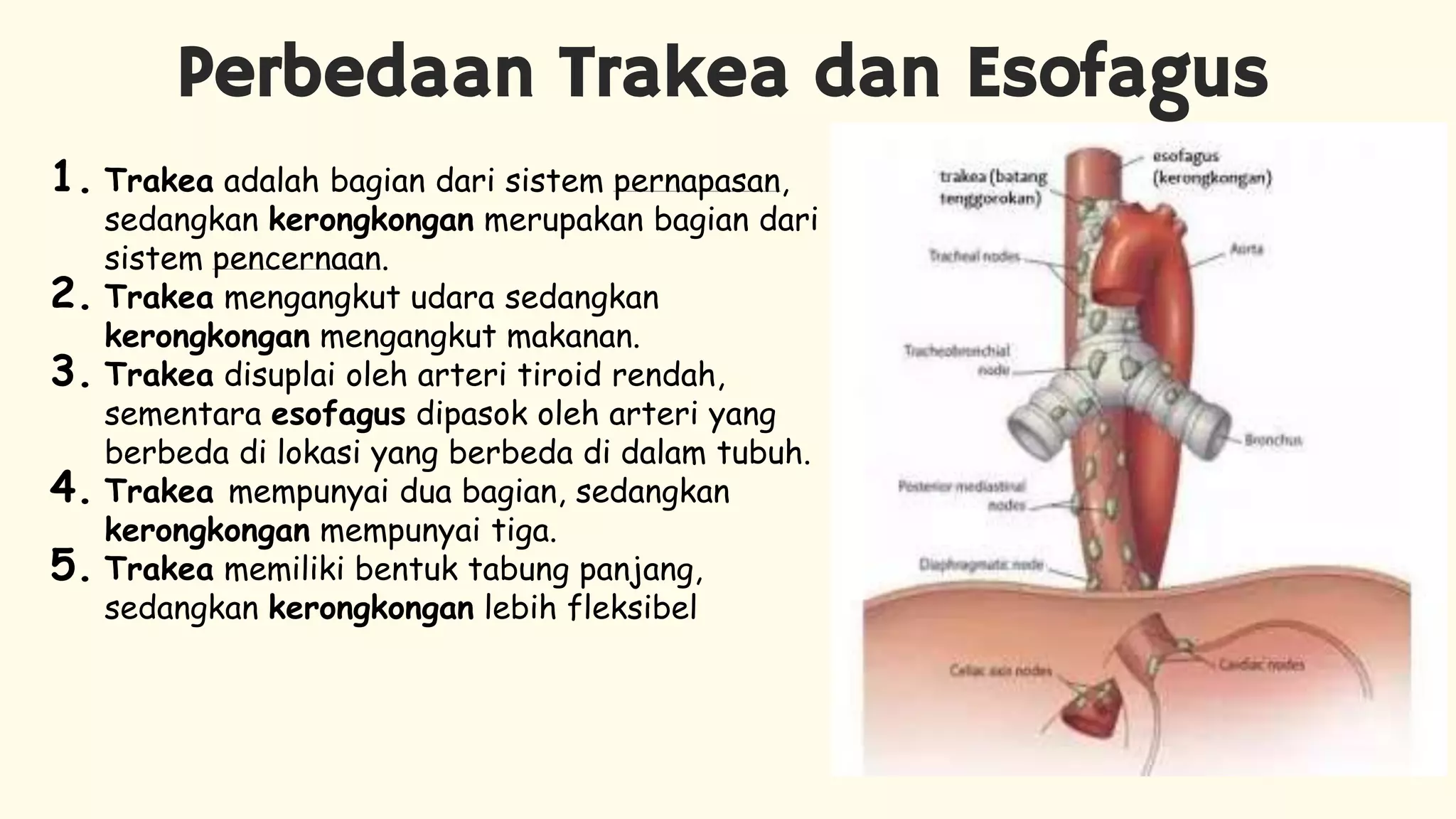 11. sistem pernapasan manusia g8 | PPTX