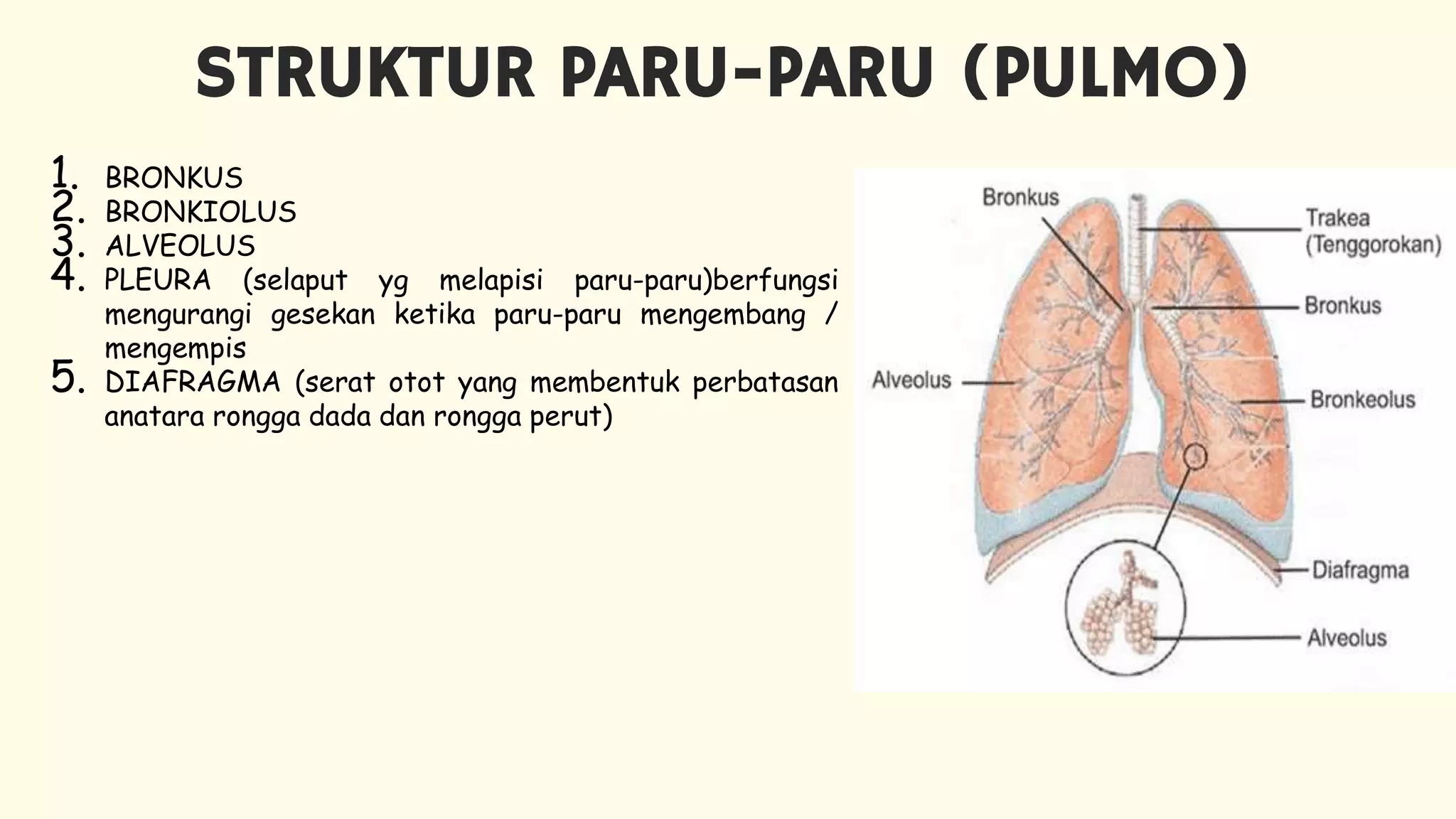 11. sistem pernapasan manusia g8 | PPTX