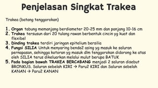 11. sistem pernapasan manusia g8 | PPT