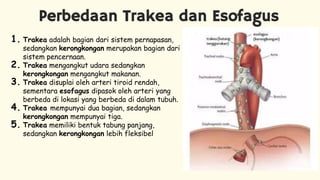 11. sistem pernapasan manusia g8 | PPT