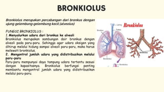 11. sistem pernapasan manusia g8 | PPT