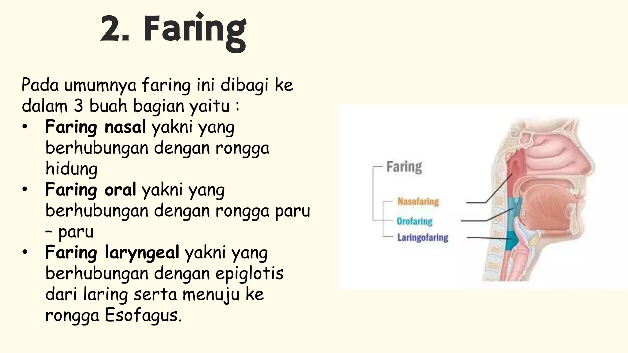 11. sistem pernapasan manusia g8 | PPTX
