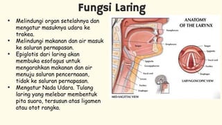 11. sistem pernapasan manusia g8 | PPTX