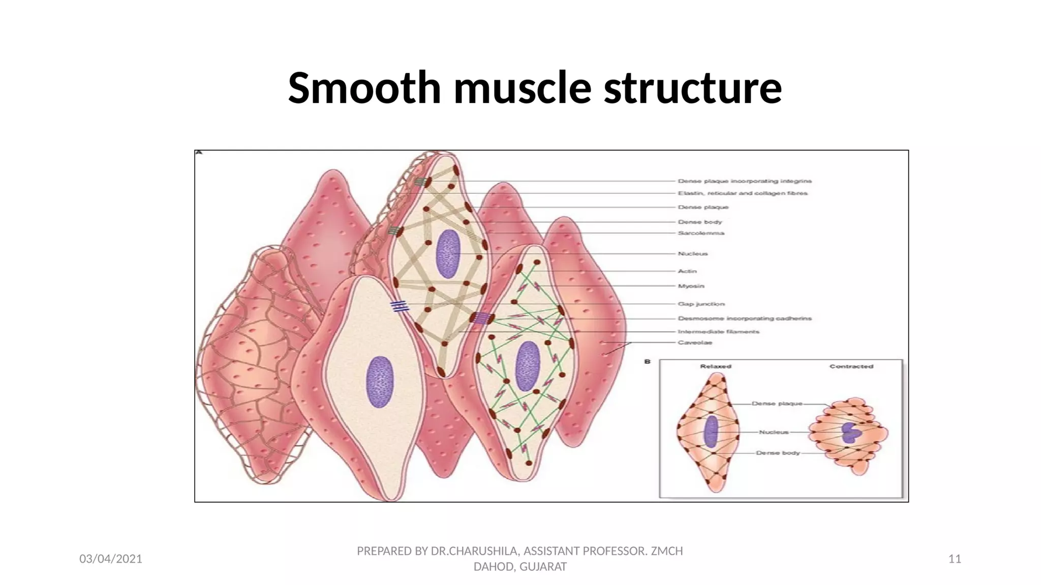 Smooth muscle structure, Smooth muscle potential ,Excitation contraction coupling in smooth ...