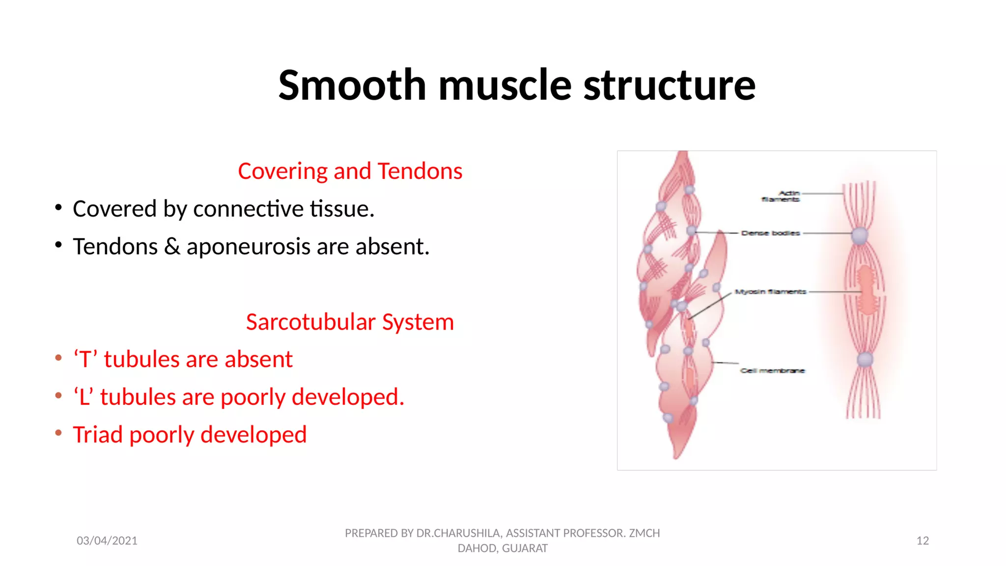 Smooth muscle structure, Smooth muscle potential ,Excitation ...