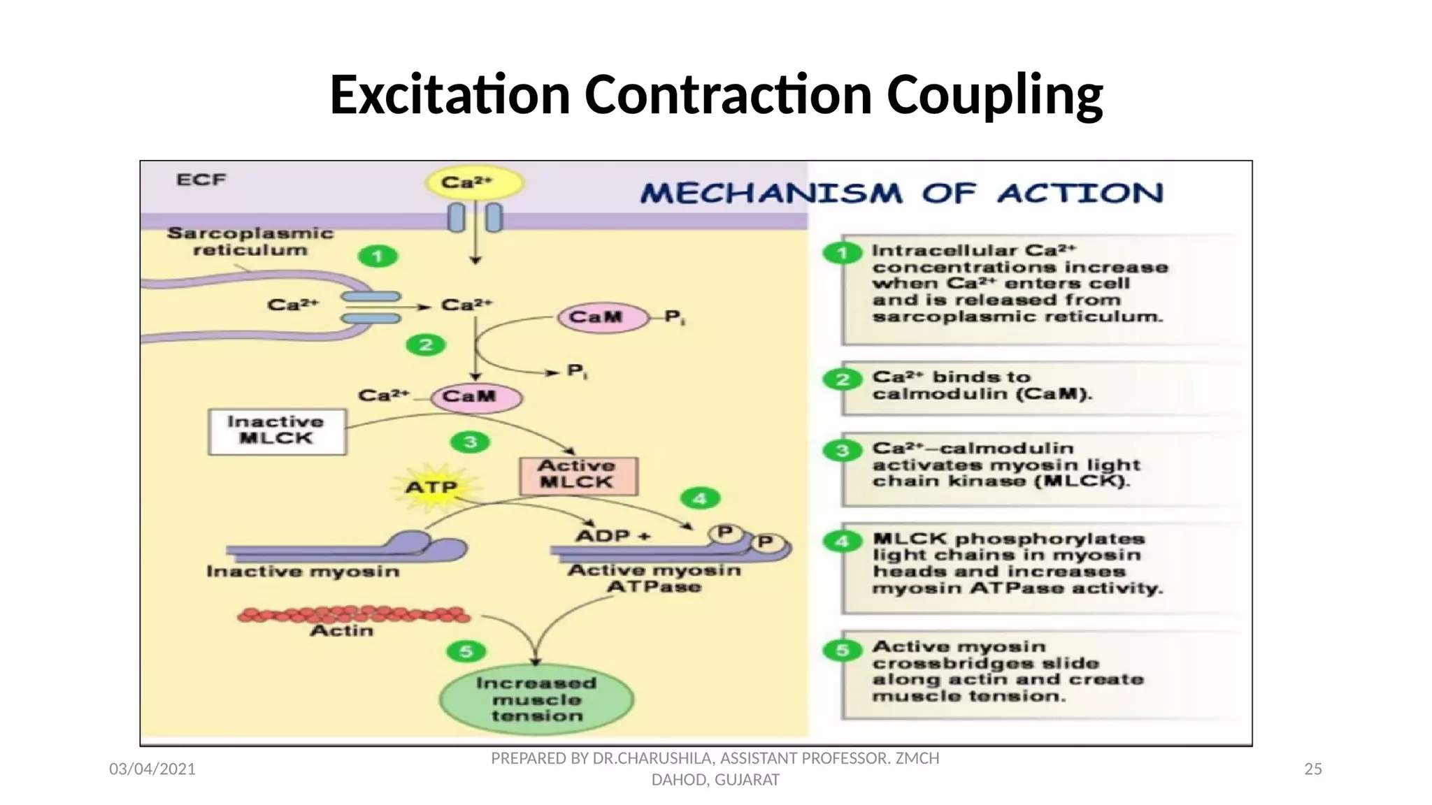 Smooth muscle structure, Smooth muscle potential ,Excitation ...