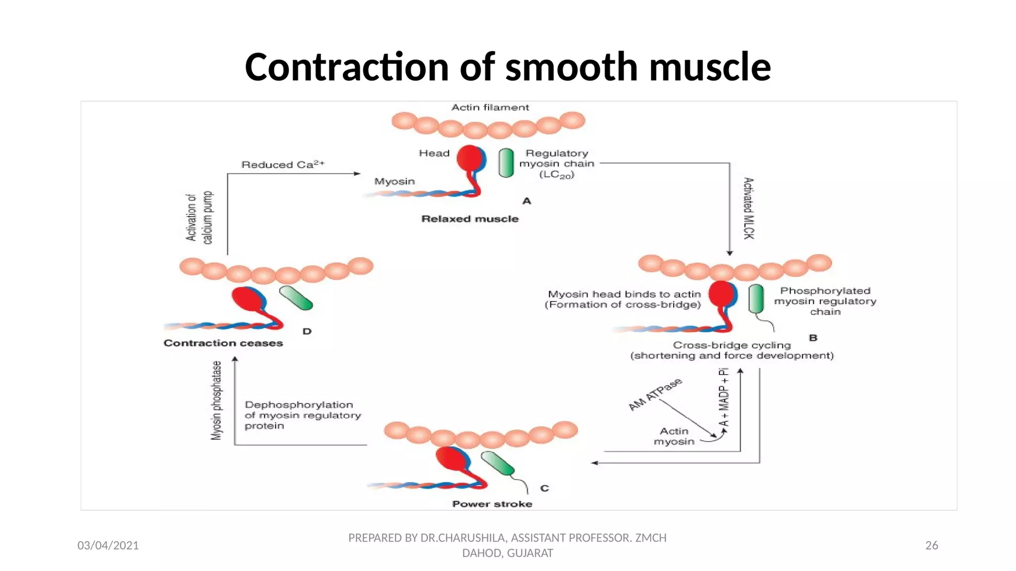 Smooth muscle structure, Smooth muscle potential ,Excitation contraction coupling in smooth ...