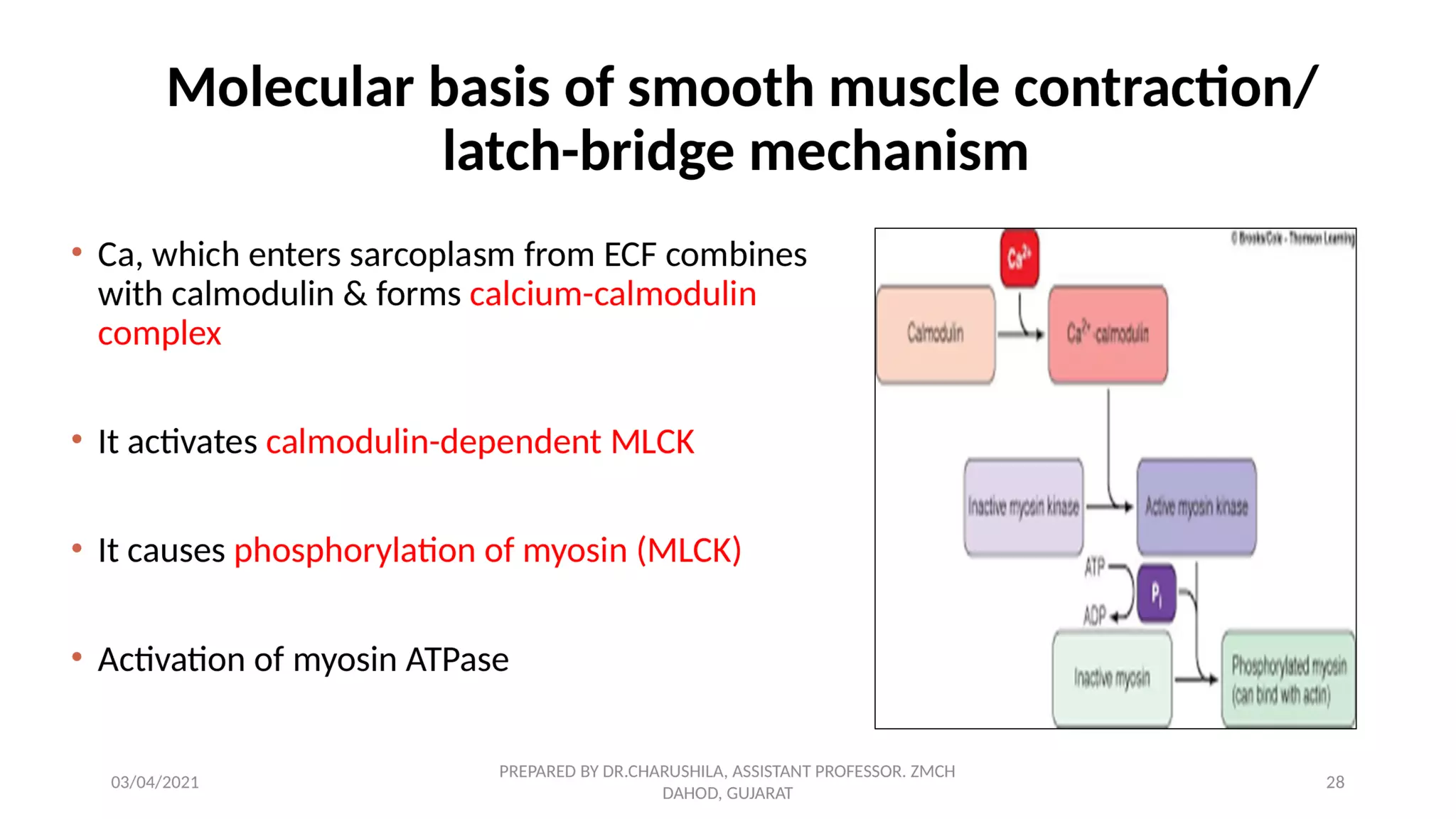 Smooth muscle structure, Smooth muscle potential ,Excitation ...