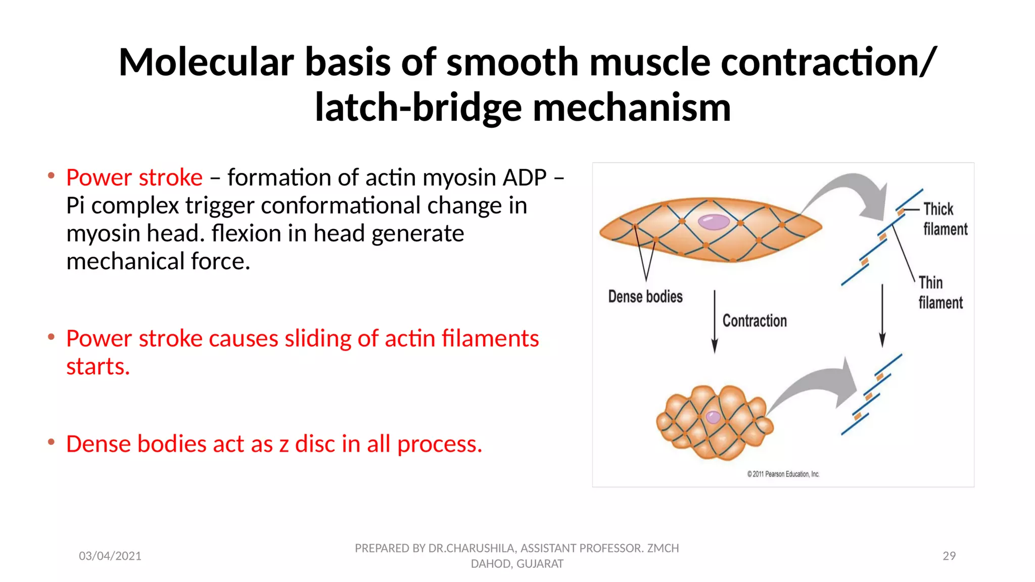 Smooth muscle structure, Smooth muscle potential ,Excitation ...