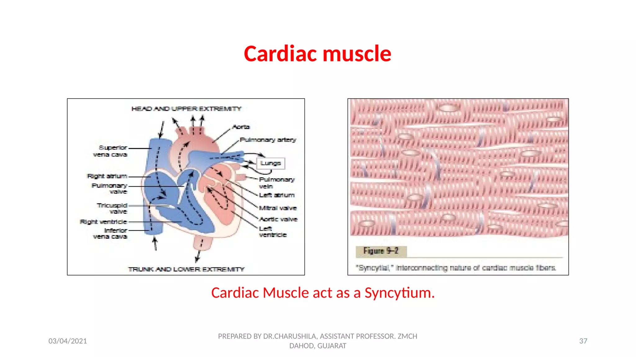 Smooth muscle structure, Smooth muscle potential ,Excitation ...