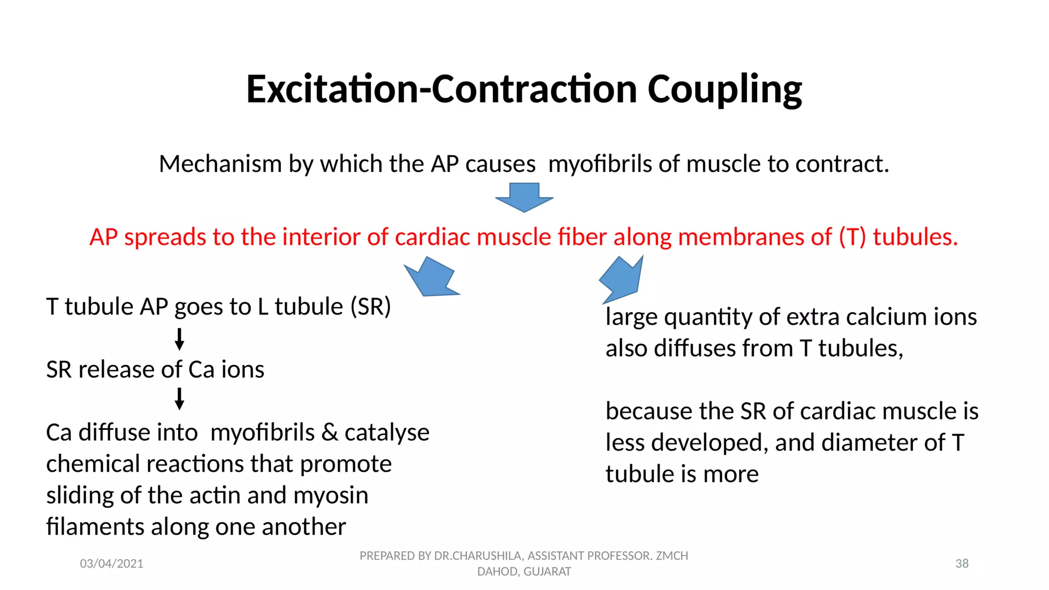 Smooth muscle structure, Smooth muscle potential ,Excitation ...