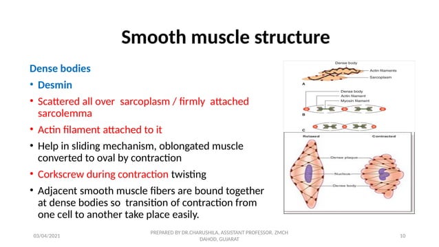 Smooth muscle structure, Smooth muscle potential ,Excitation ...