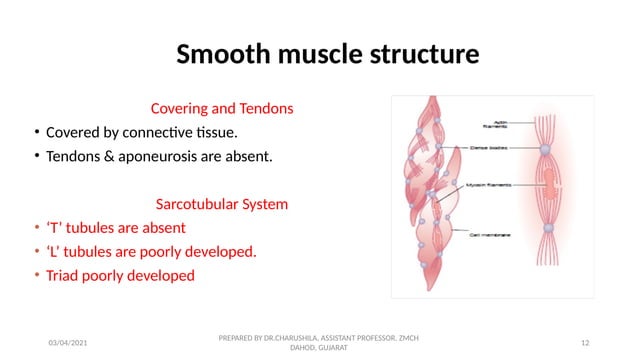 Smooth muscle structure, Smooth muscle potential ,Excitation ...