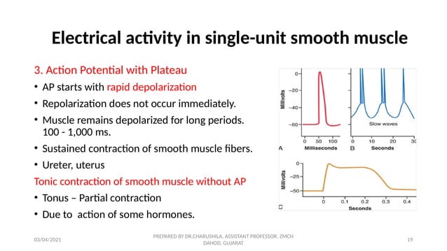 Smooth muscle structure, Smooth muscle potential ,Excitation ...