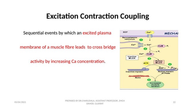 Smooth muscle structure, Smooth muscle potential ,Excitation ...