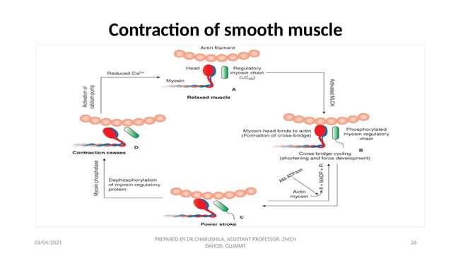 Smooth muscle structure, Smooth muscle potential ,Excitation contraction coupling in smooth ...
