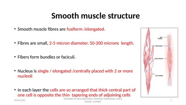 Smooth muscle structure, Smooth muscle potential ,Excitation ...