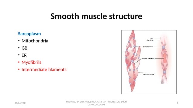 Smooth muscle structure, Smooth muscle potential ,Excitation ...