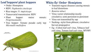 Methods of transmission of plant viruses | PDF | Gardening | Home & Garden