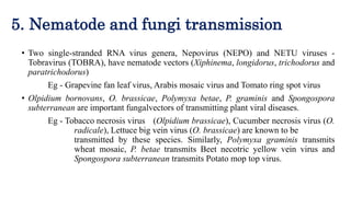 Methods of transmission of plant viruses | PDF | Gardening | Home & Garden