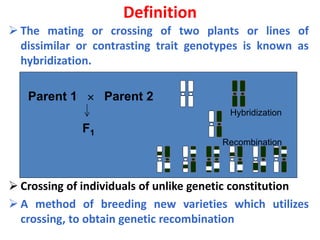 11. hybridization 19.06.2021