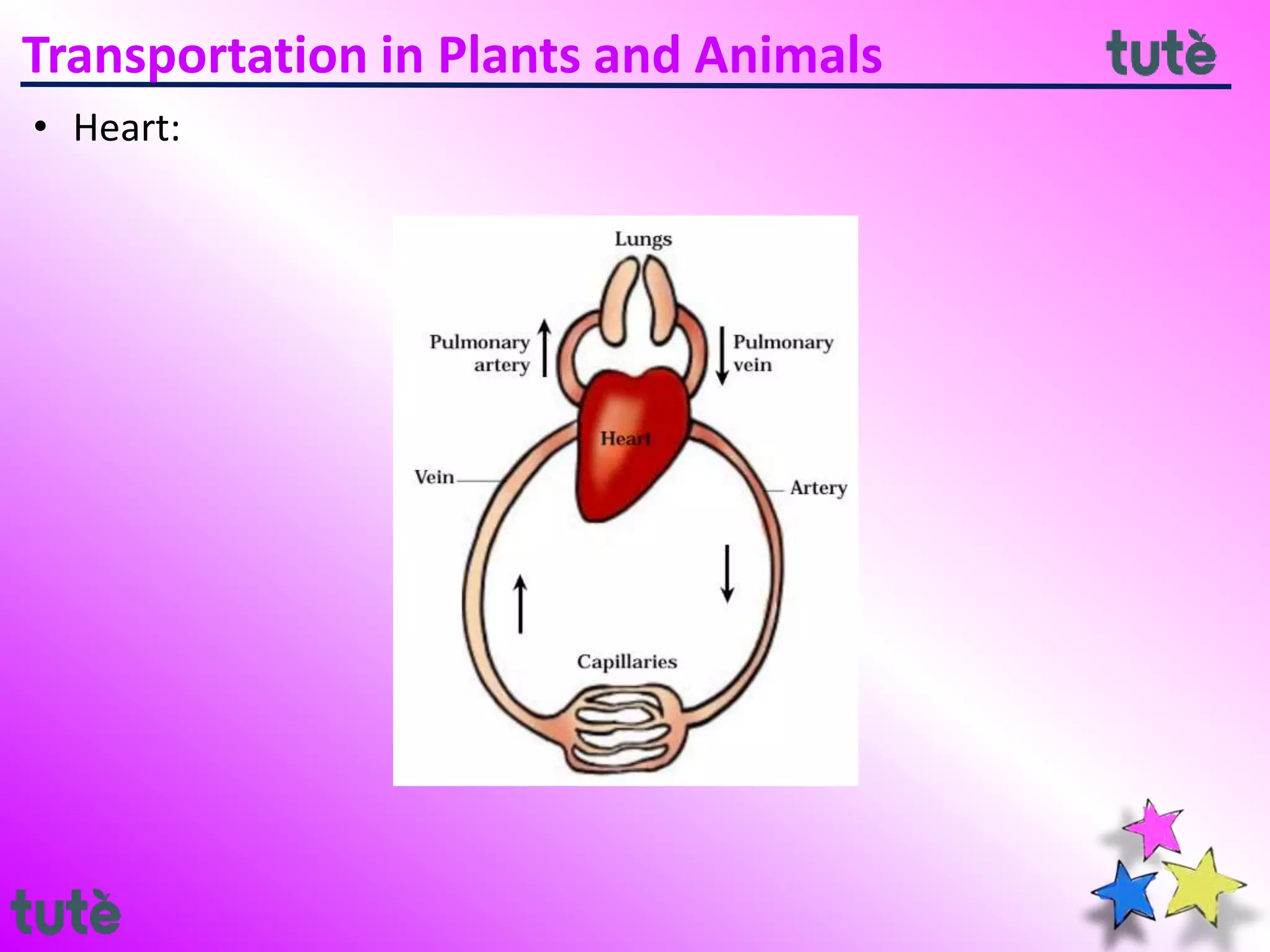 11. 7th CBSE - Transportation in Plants and Animals | PPTX