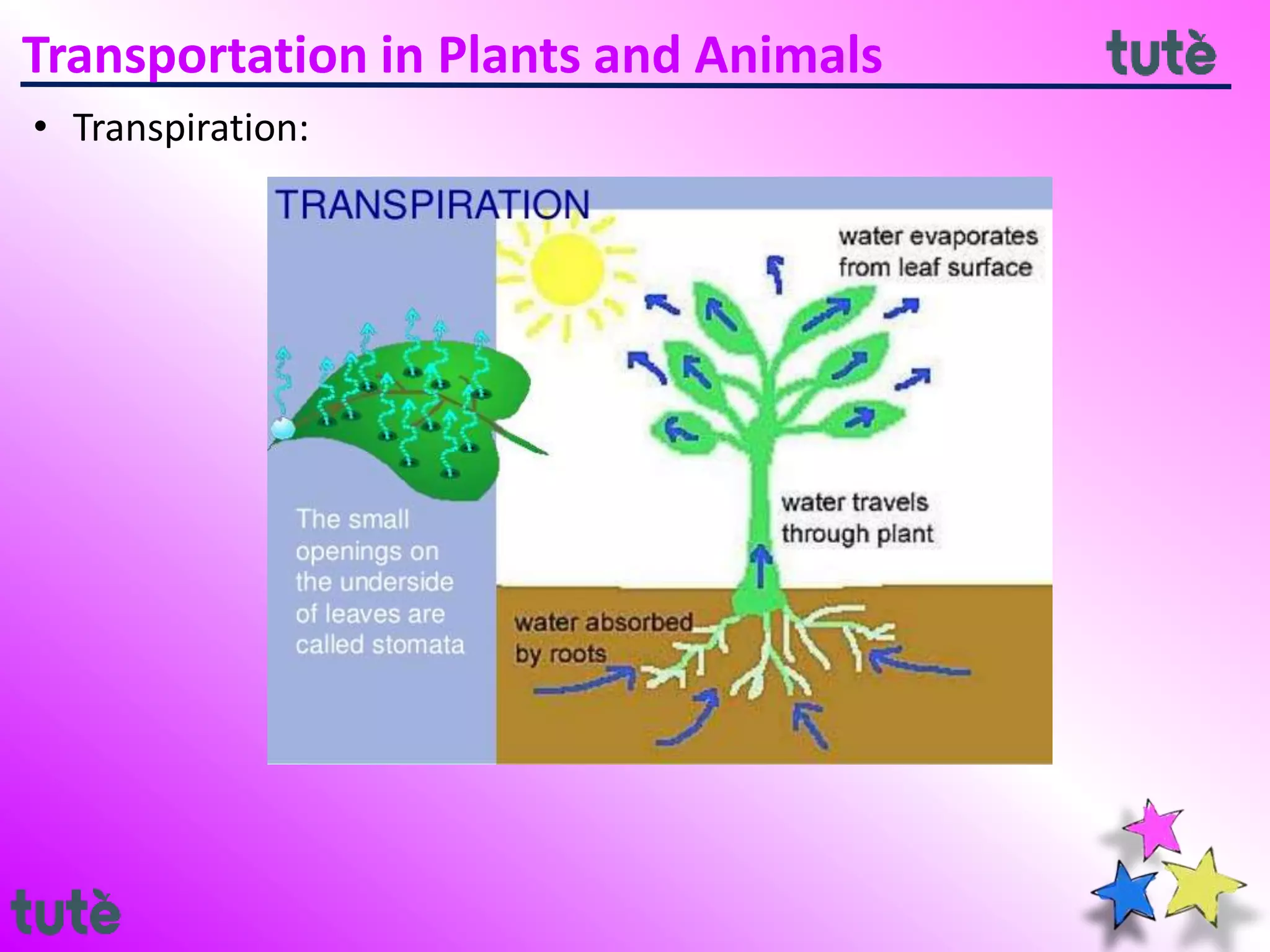 11. 7th CBSE - Transportation in Plants and Animals | PPTX
