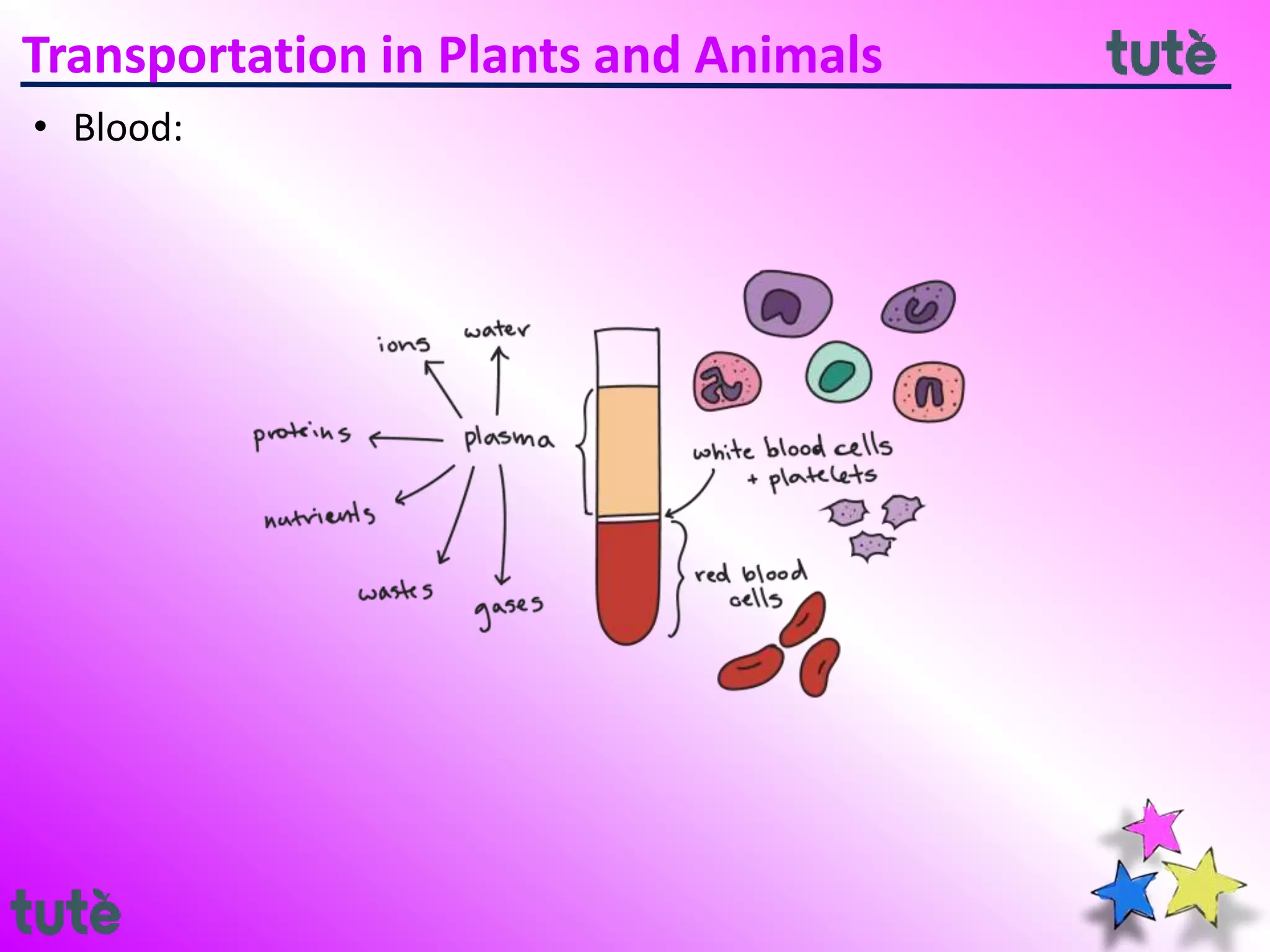 11. 7th CBSE - Transportation in Plants and Animals | PPTX