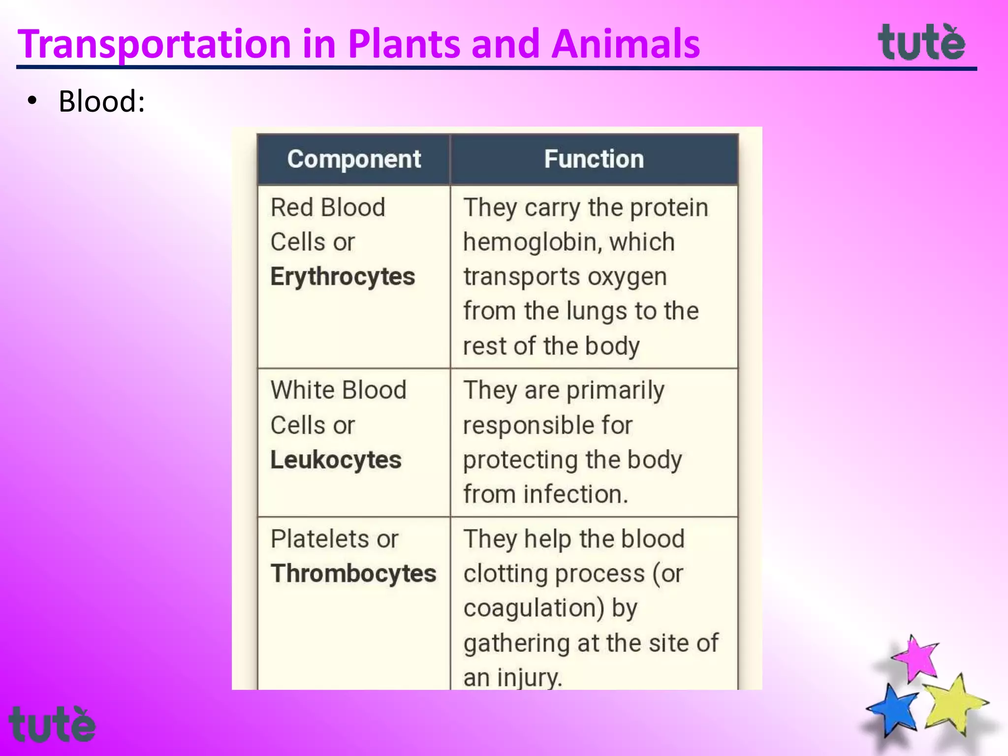11. 7th CBSE - Transportation in Plants and Animals | PPTX