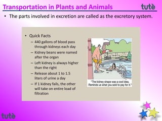 11. 7th CBSE - Transportation in Plants and Animals | PPTX