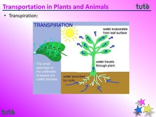 11. 7th CBSE - Transportation in Plants and Animals | PPTX