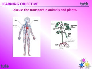 11. 7th CBSE - Transportation in Plants and Animals | PPTX