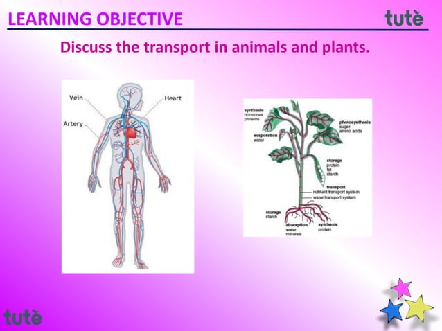 11. 7th CBSE - Transportation in Plants and Animals | PPTX | Educational Assessment | Education