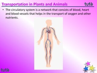 11. 7th CBSE - Transportation in Plants and Animals | PPTX