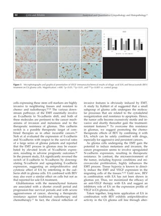 Combining Ellagic Acid with Bevacizumab Mediates the Cadherin Switch ...