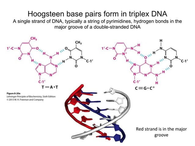 11.nucleic acid | PPT
