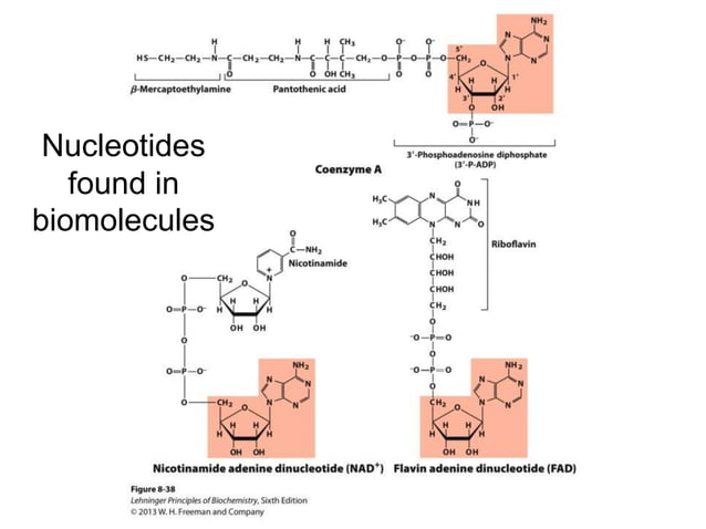 11.nucleic acid | PPT