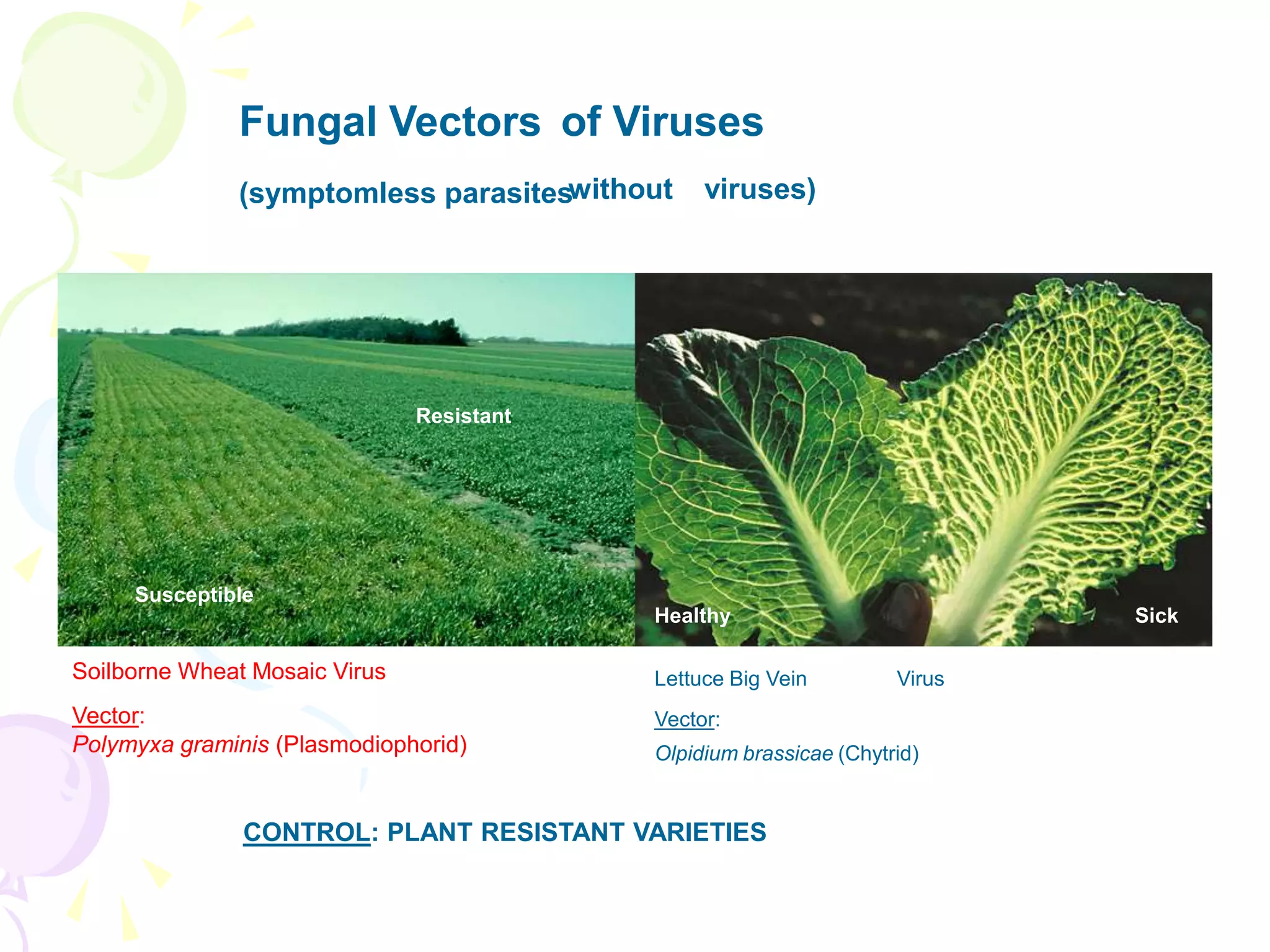 11. Plasmodiophoromycota.ppt