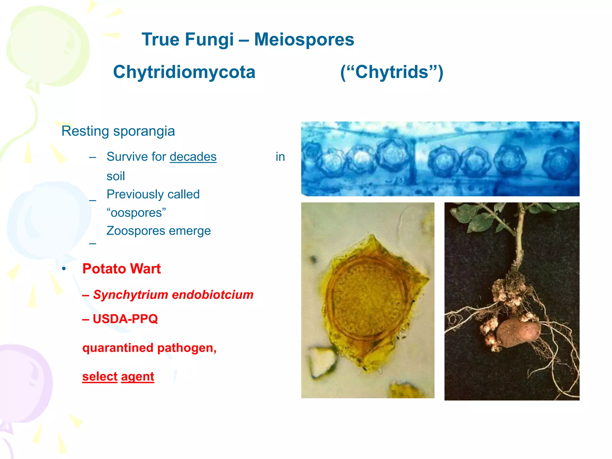 11. Plasmodiophoromycota.ppt