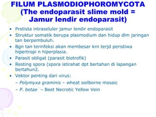 11. Plasmodiophoromycota.ppt