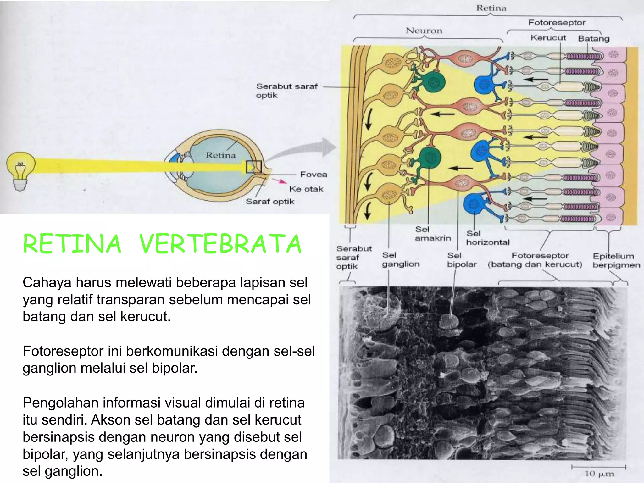 Sistem Indra Pada Manusia.ppt